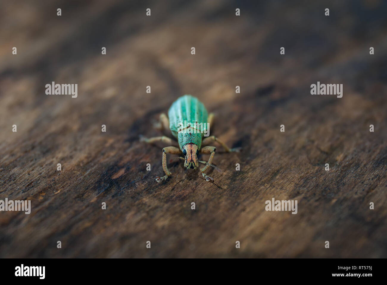 Polydrusus sericeus, Green Immigrant Leaf Weevil, Blue bug Stock Photo ...
