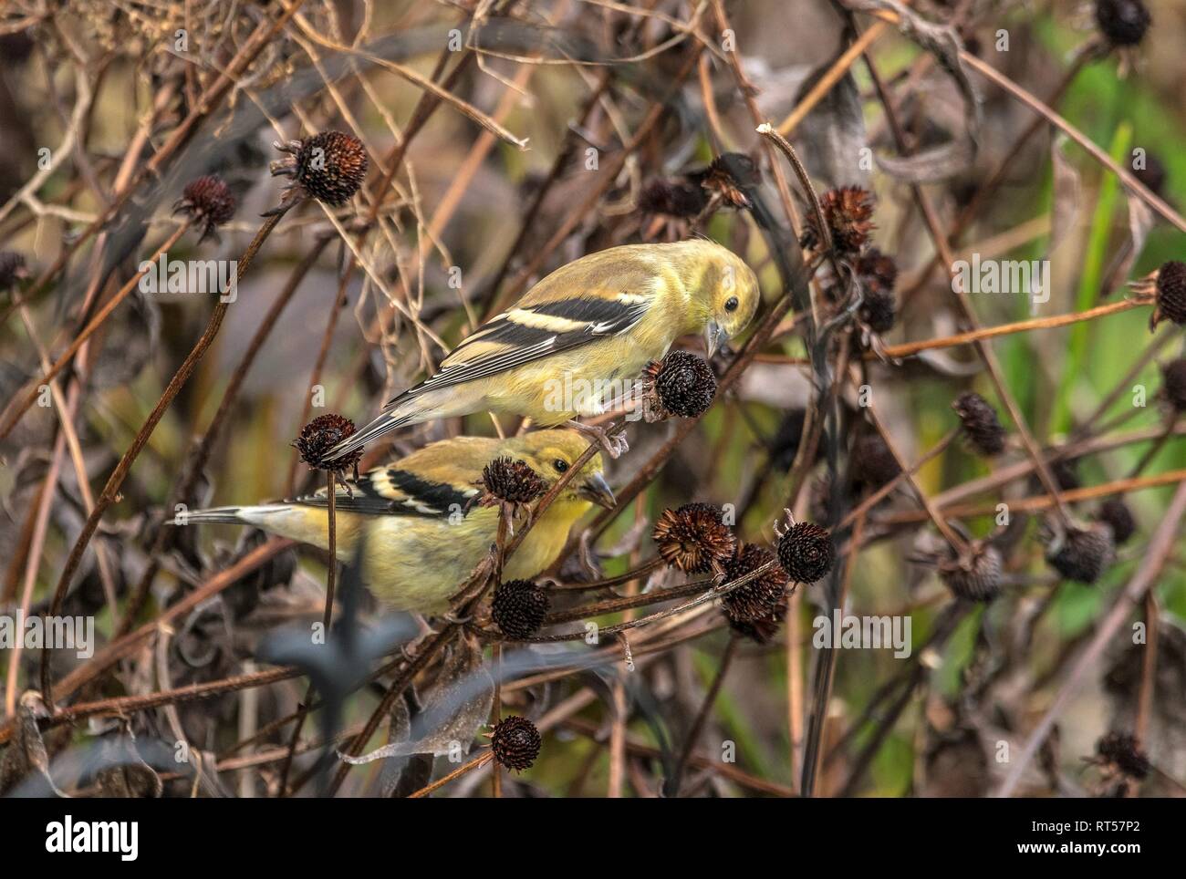 American gold finches hi-res stock photography and images - Alamy