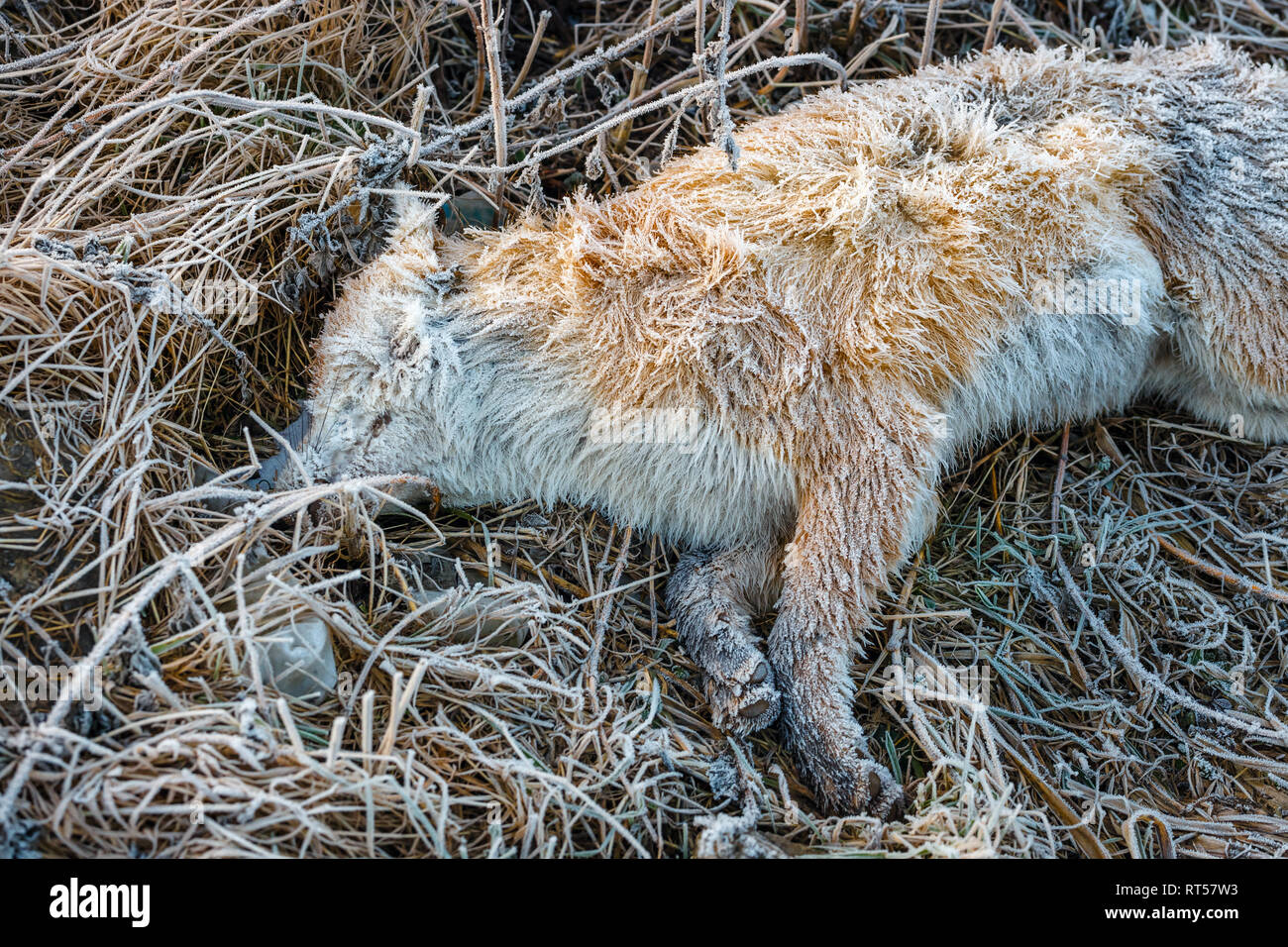 the dead dog lies on the frozen ground Stock Photo - Alamy