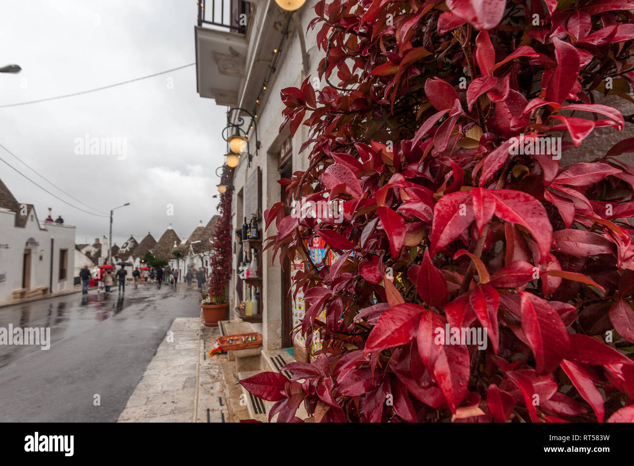 Red leaves in the foreground in a street in Alberobello during a rainy ...