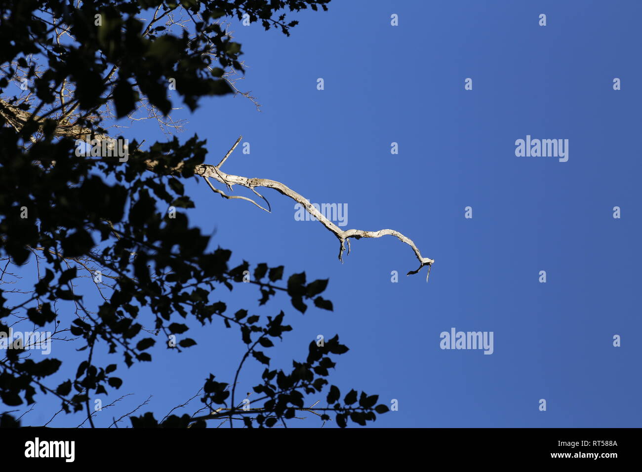 Dead white tree hi-res stock photography and images - Alamy