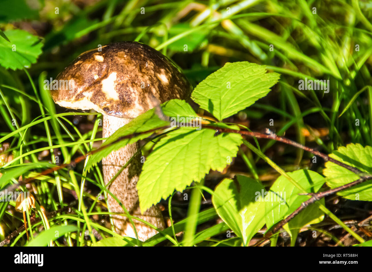 Plate mushroom bottom view. Plate mushroom bottom view Stock Photo - Alamy