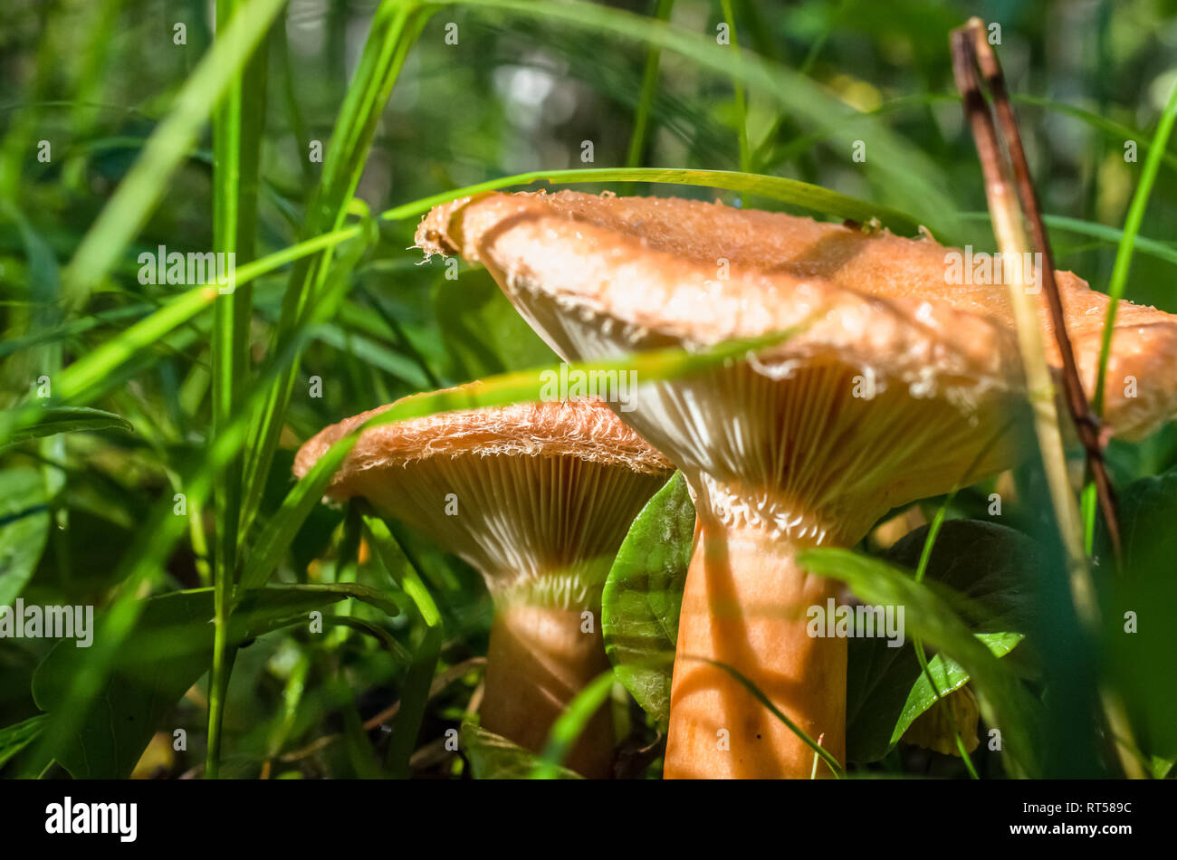 Plate mushroom bottom view. Plate mushroom bottom view Stock Photo - Alamy