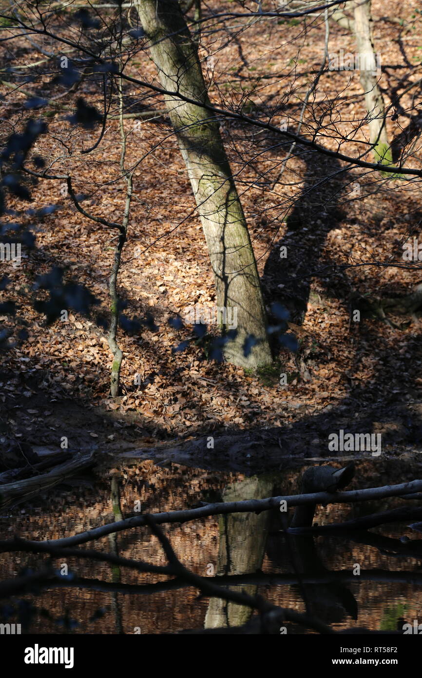 tree reflected in pond Stock Photo - Alamy