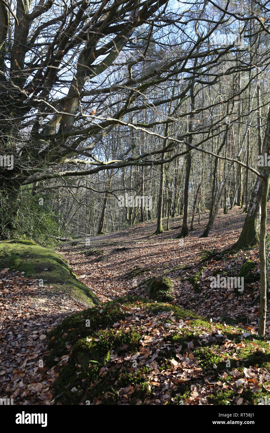 Sunlit leaves hi-res stock photography and images - Alamy