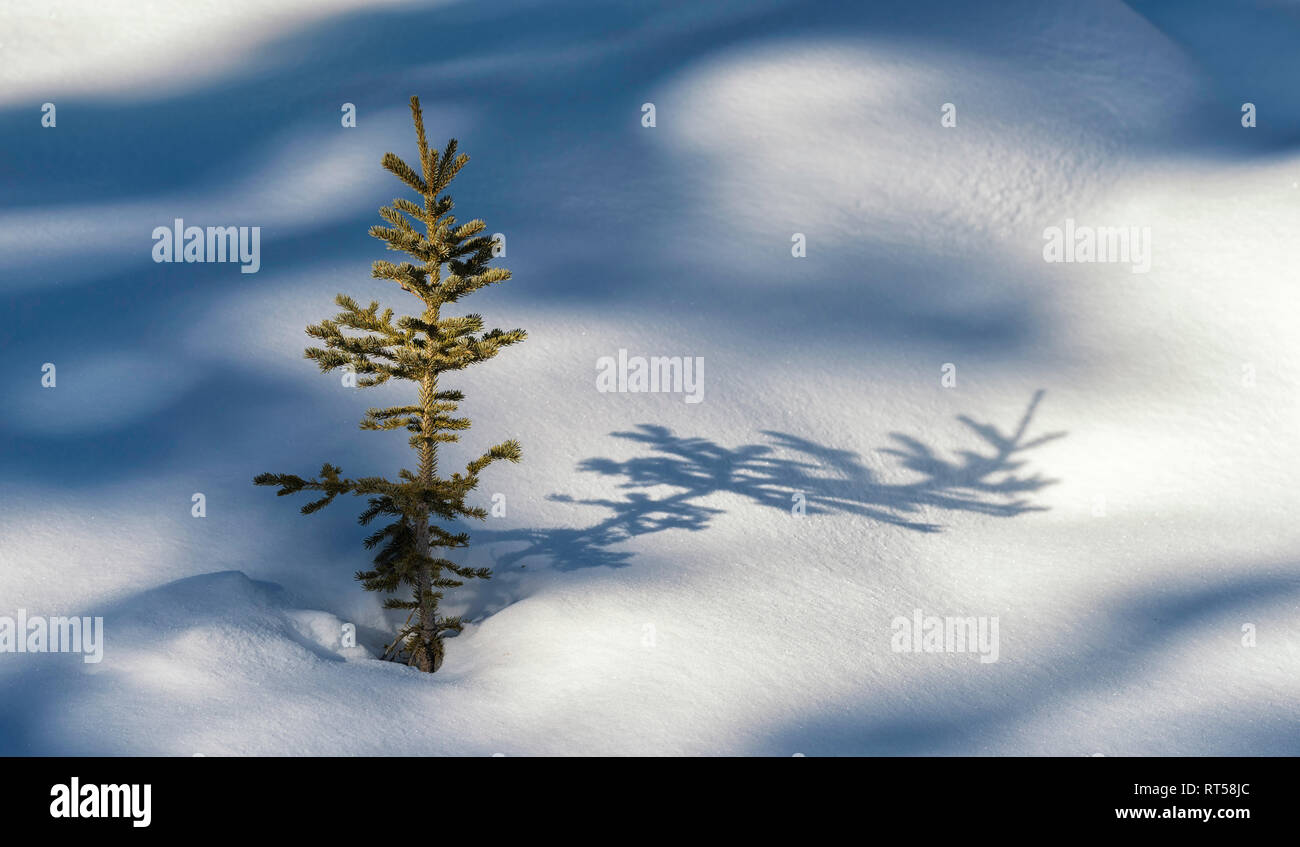 Sunlit small pine tree in snow with its shadow and the shadows of other ...