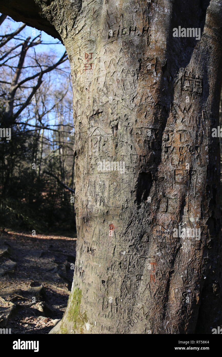 Closeup of tree with graffiti scratched into its trunk Stock Photo - Alamy