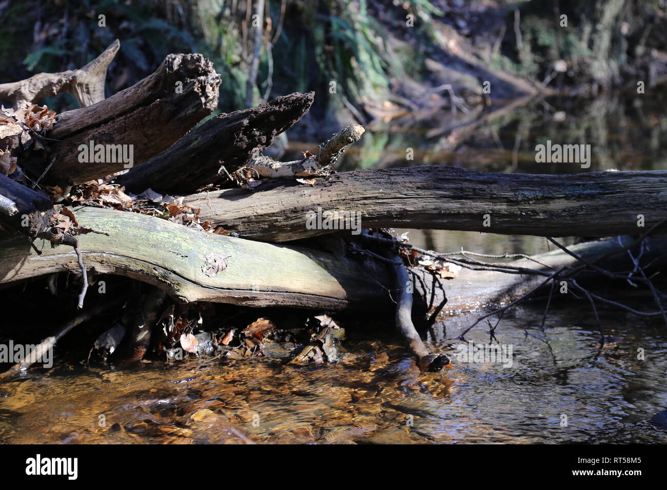 Clear stream tree branch hi-res stock photography and images - Alamy