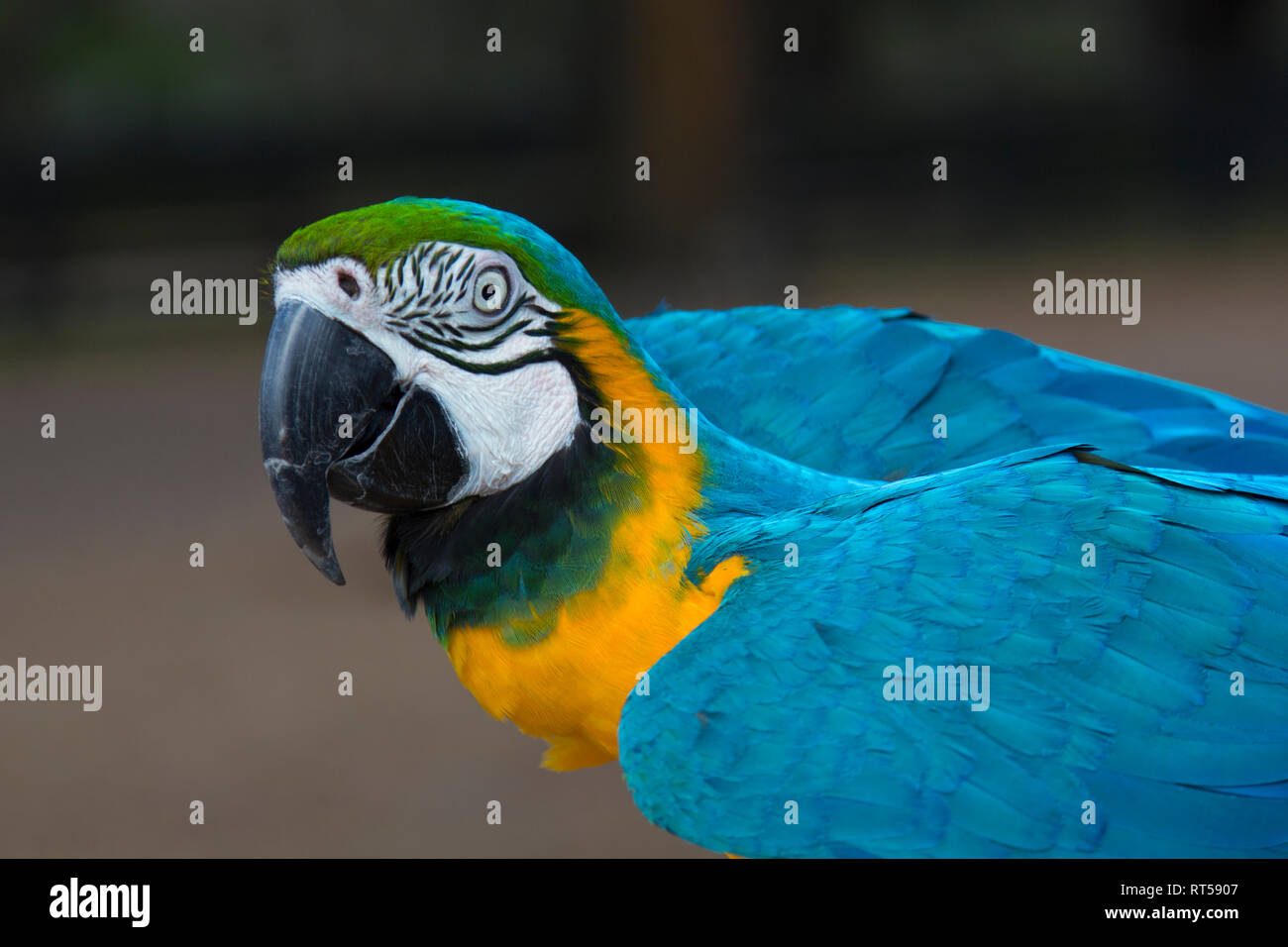 Blue & Yellow Macaw, Ara Ararauna Stock Photo - Alamy