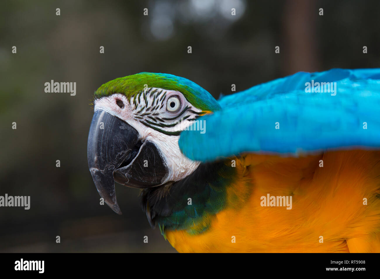 Blue & Yellow Macaw, Ara Ararauna Stock Photo - Alamy