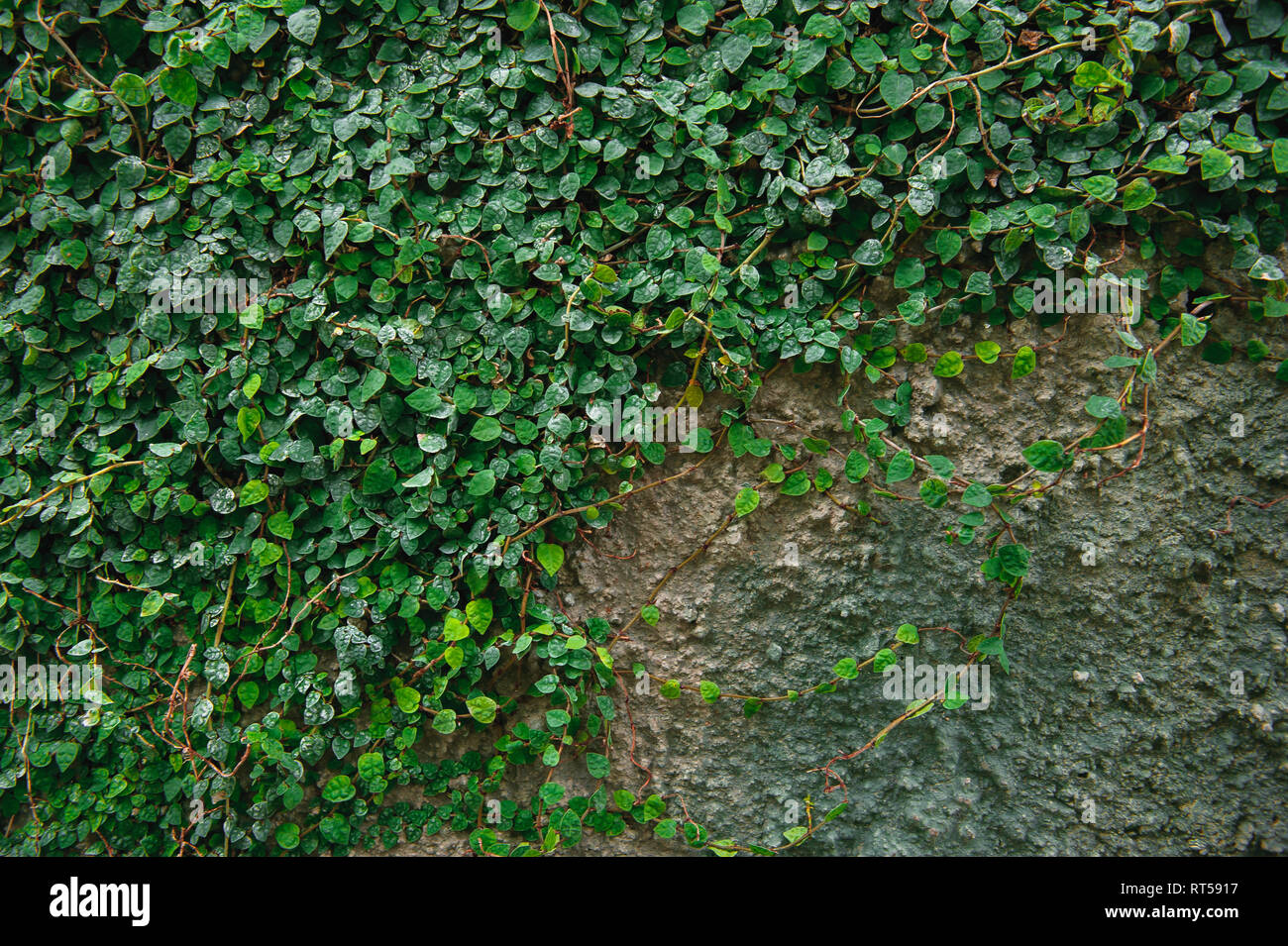 Natural green leaf wall, Texture background. Leaves on the wall Stock ...