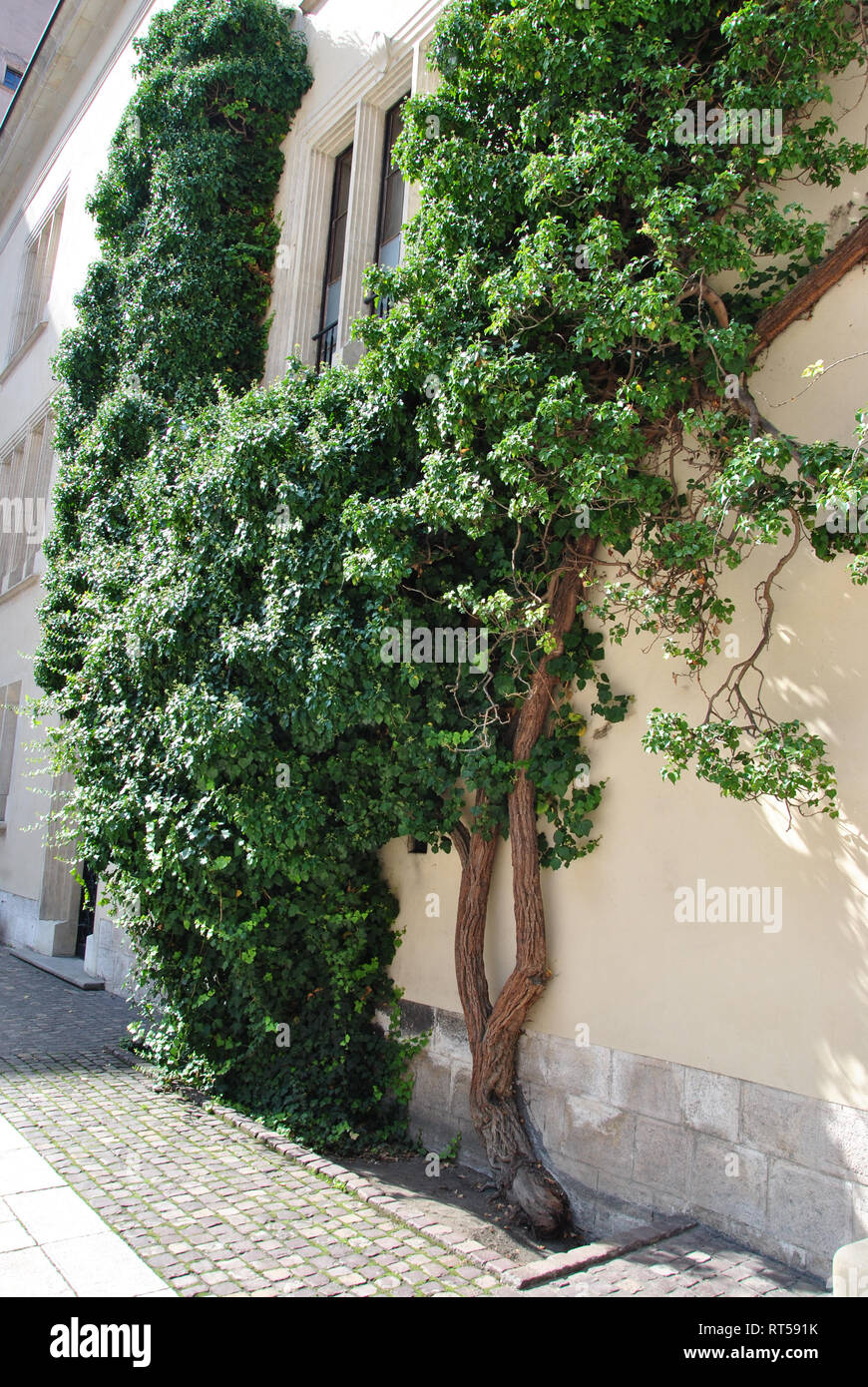 A tree growing on the walls of an old building Stock Photo - Alamy