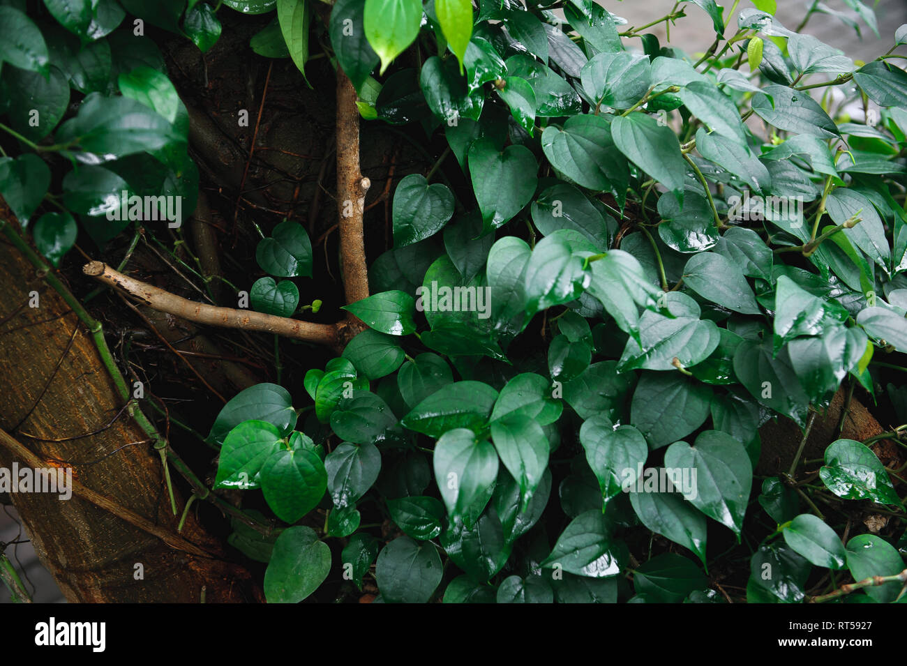 Natural green leaf wall, Texture background. Leaves on the wall Stock ...
