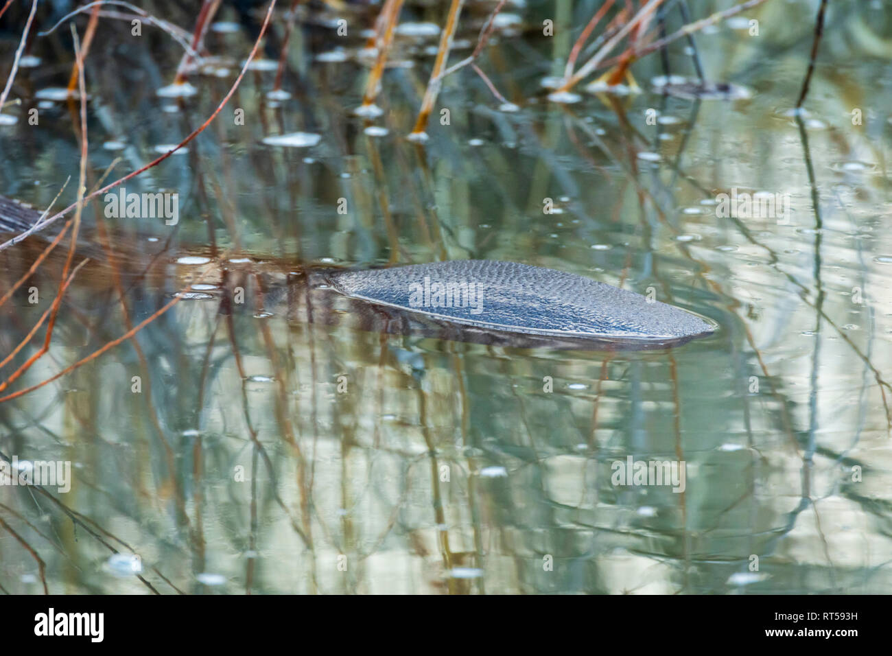 Detail of a North American Beaver's tail quietly floating in winter ...