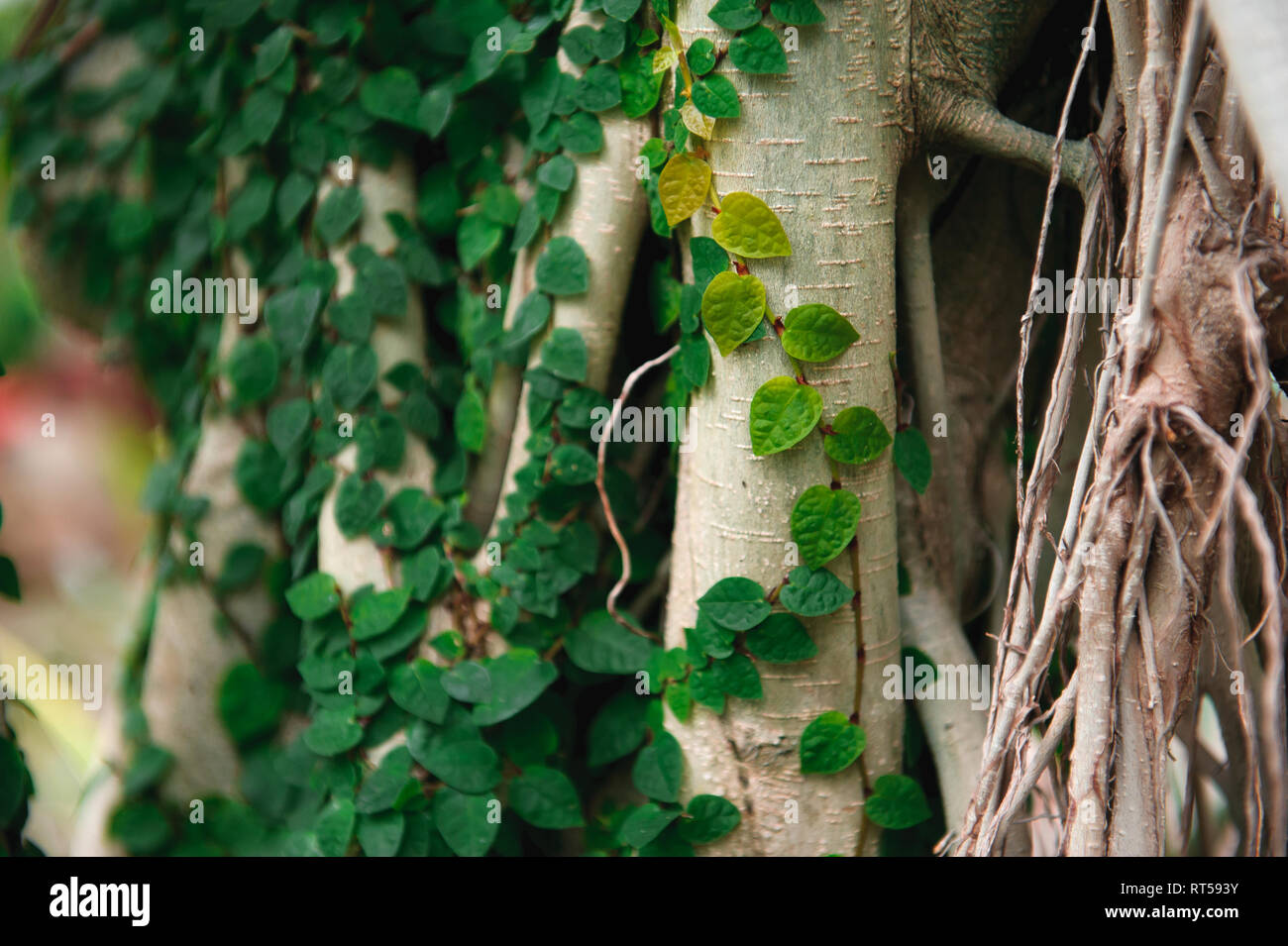Natural green leaf wall, Texture background. Leaves on the wall Stock ...