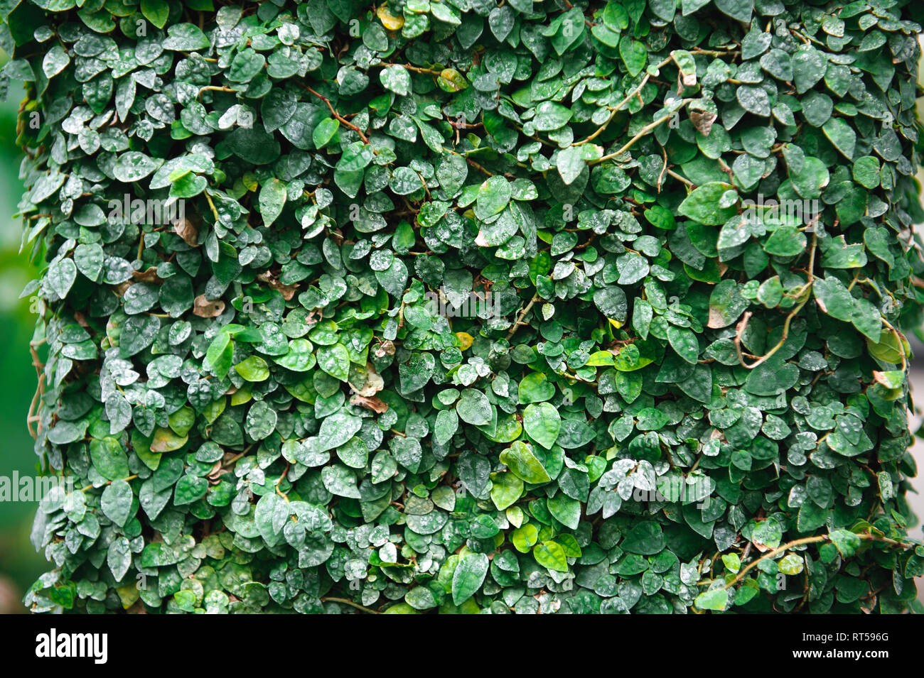 Natural green leaf wall, Texture background. Leaves on the wall Stock ...