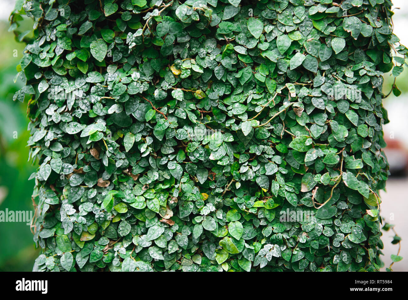 Natural green leaf wall, Texture background. Leaves on the wall Stock ...