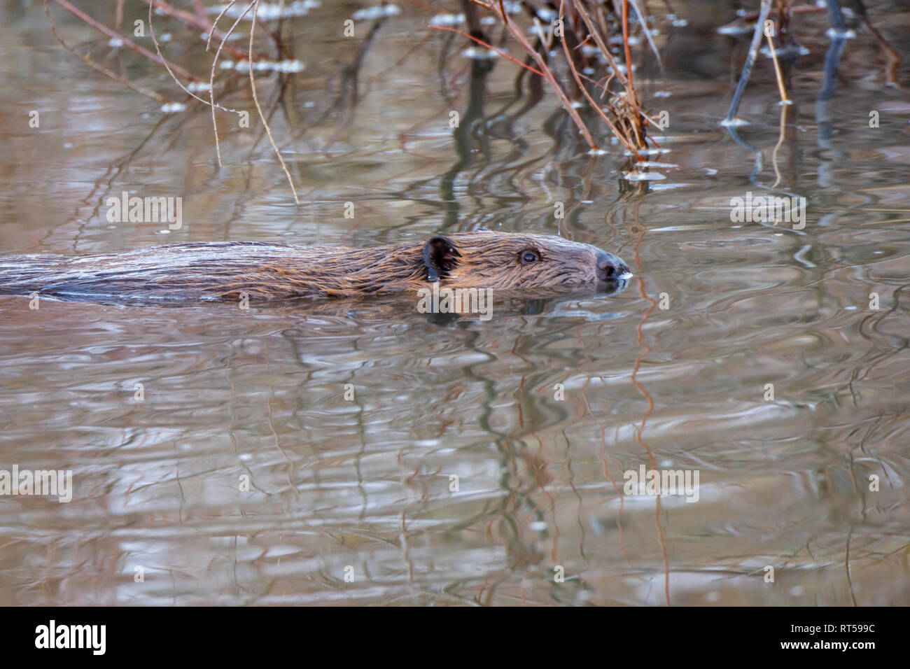 North American Beaver quietly floating in winter pond in evening ...