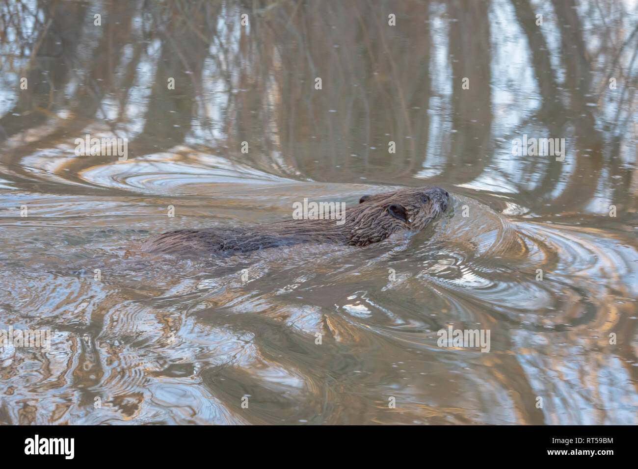 Beaver Swimming High Resolution Stock Photography and Images - Alamy