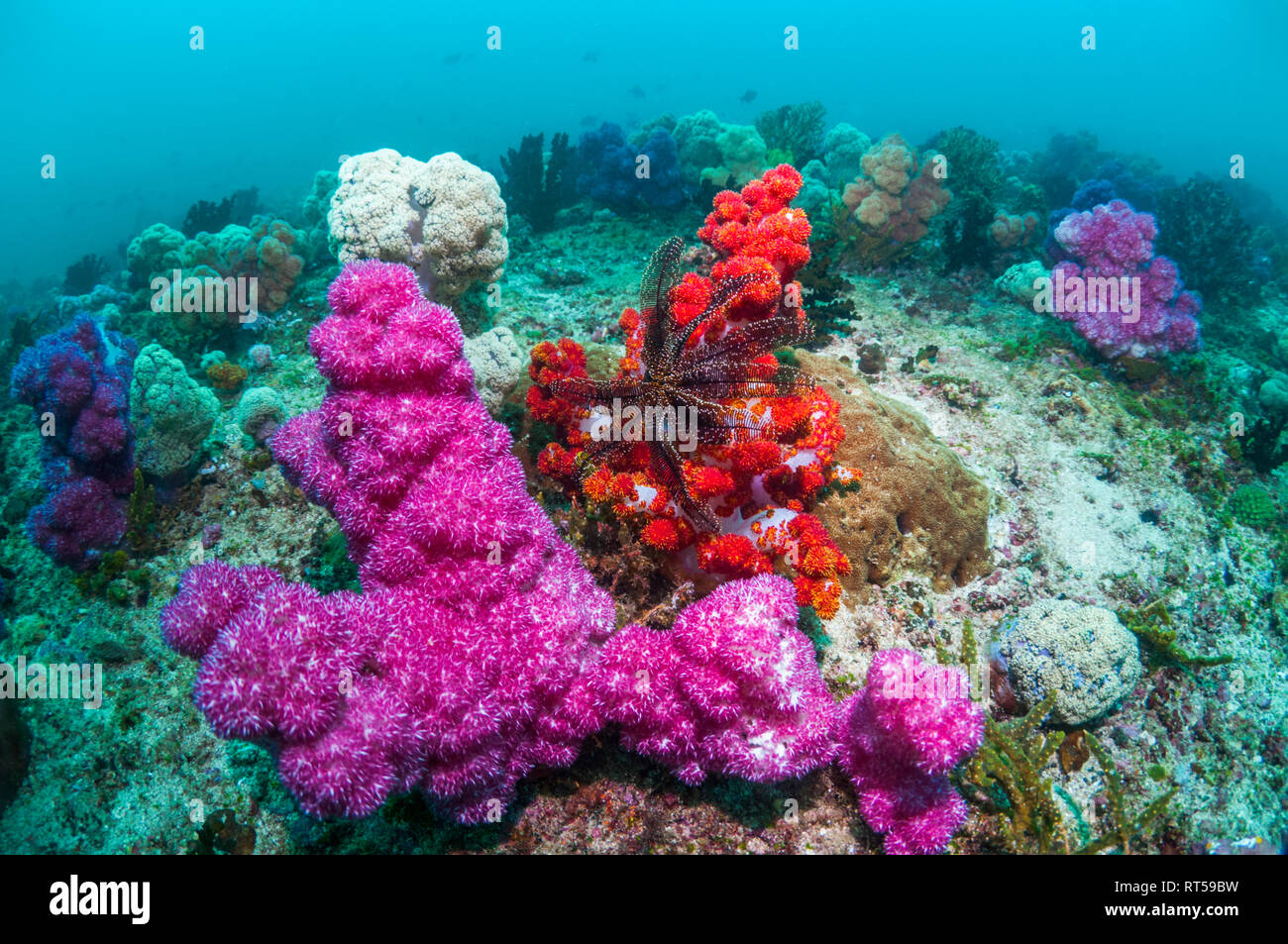 Coral reef scenery with soft corals [Dendronephthya sp.]. West Papua ...