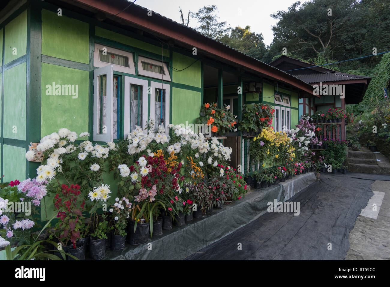 Flowering plants outside house, Hee Patal, Shakti Village, West Sikkim ...