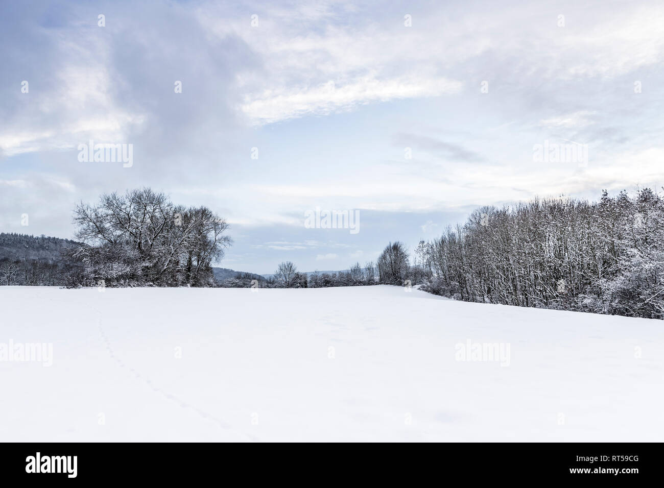 How to care for winter trees hi-res stock photography and images - Alamy