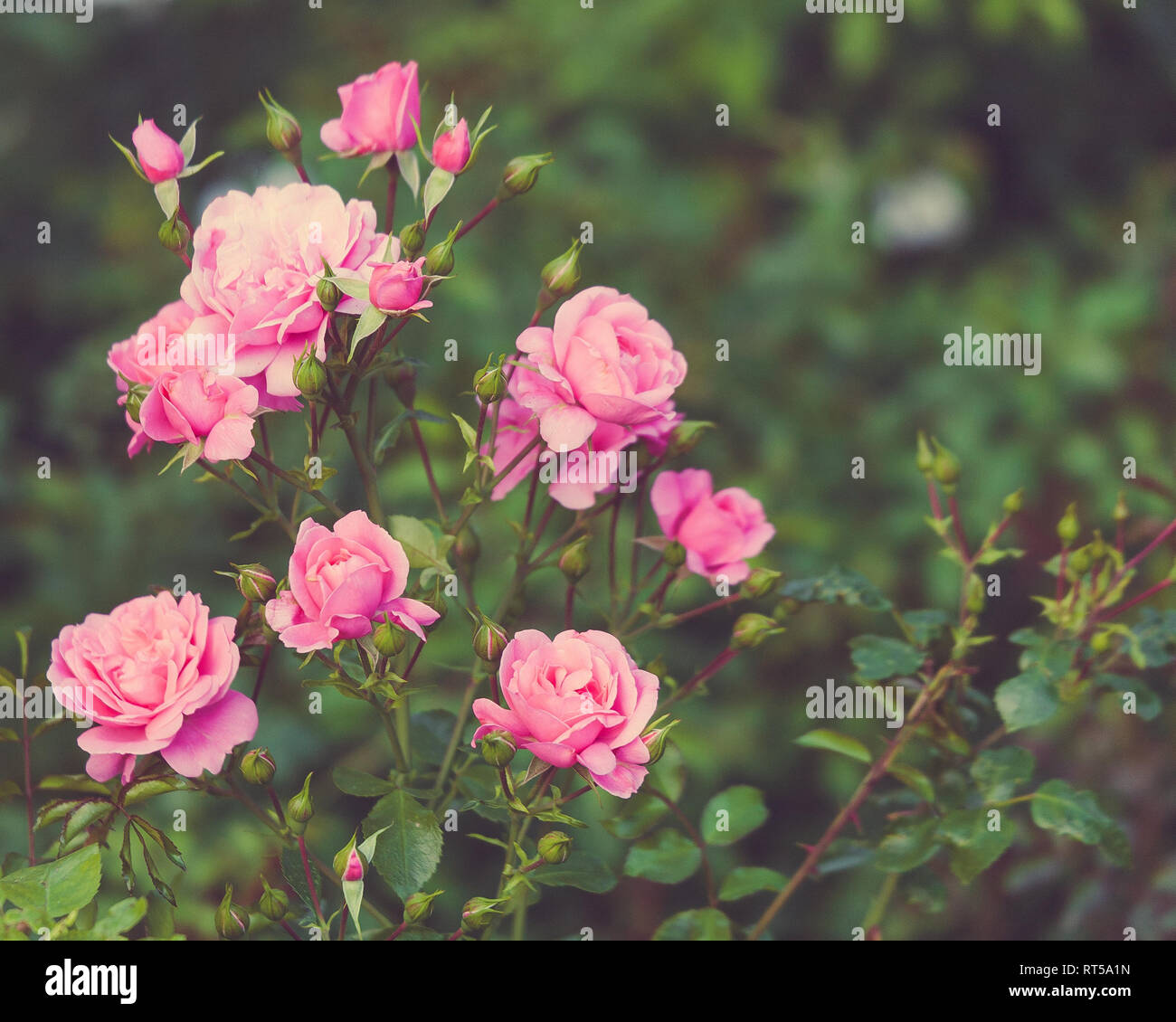Bush, Pink Roses, Retro style Stock Photo - Alamy