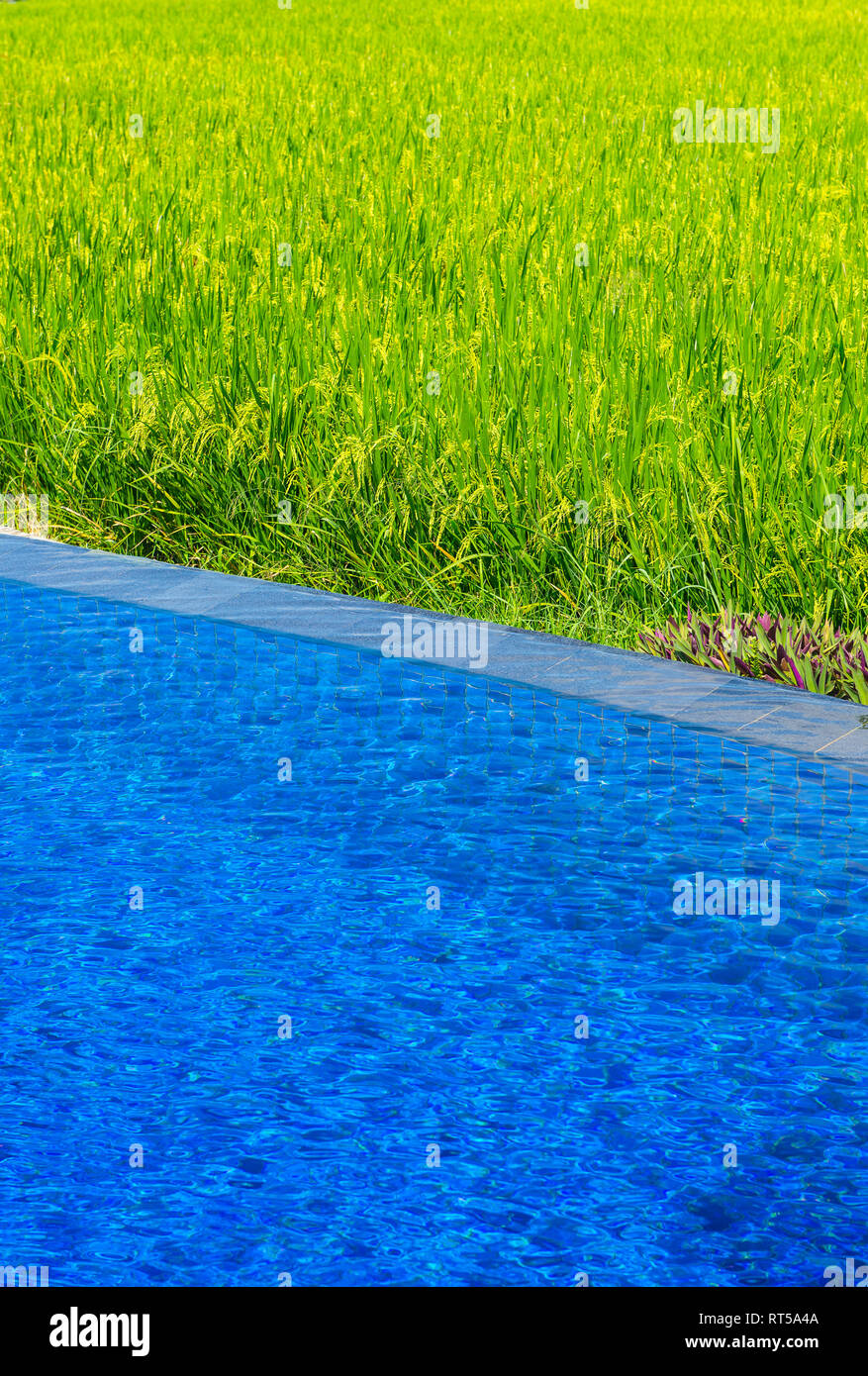 Indonesia, Bali, Ubud, pool at the rice paddies Stock Photo - Alamy