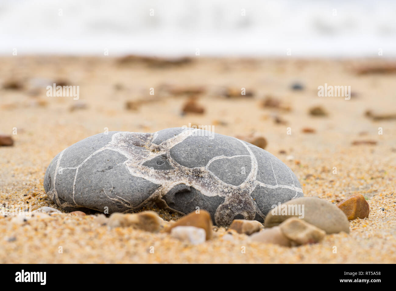 Gray stone with white lines lying on a sand beach. Stone alone in the ...