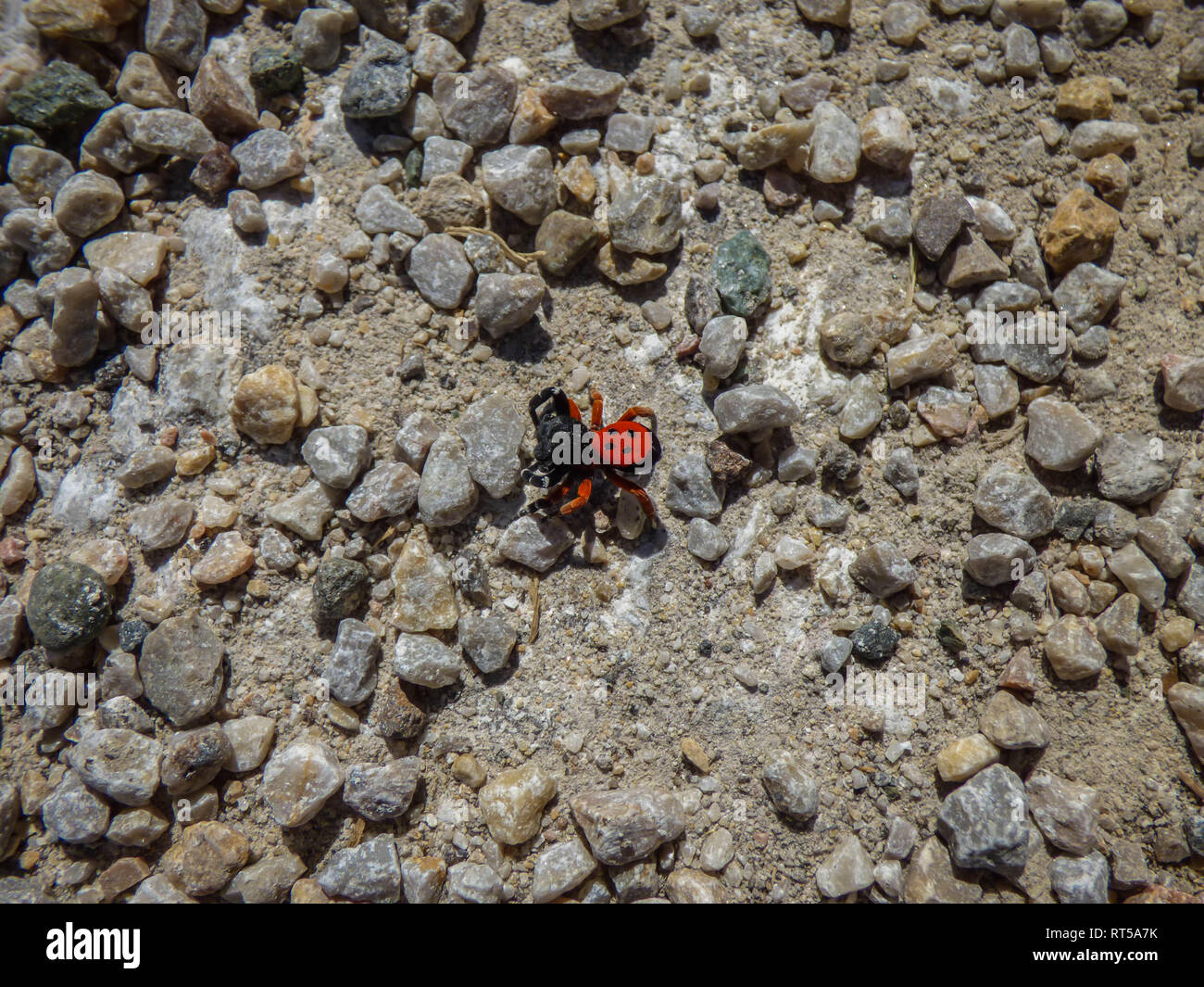 Single male of velvet spider from genus Eresus Stock Photo - Alamy