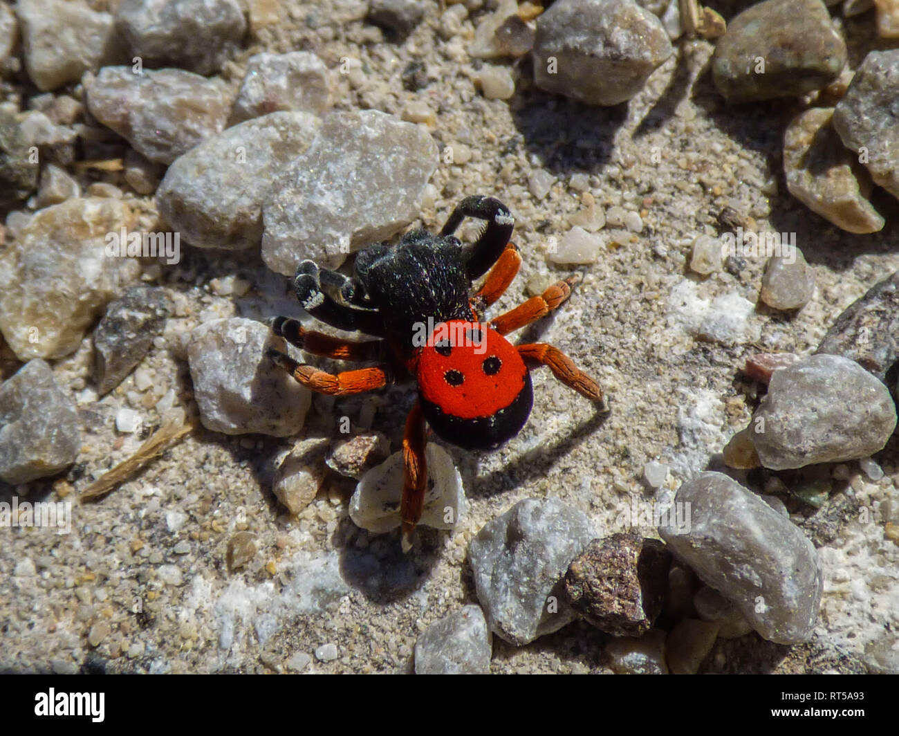 Velvet spider hi-res stock photography and images - Alamy