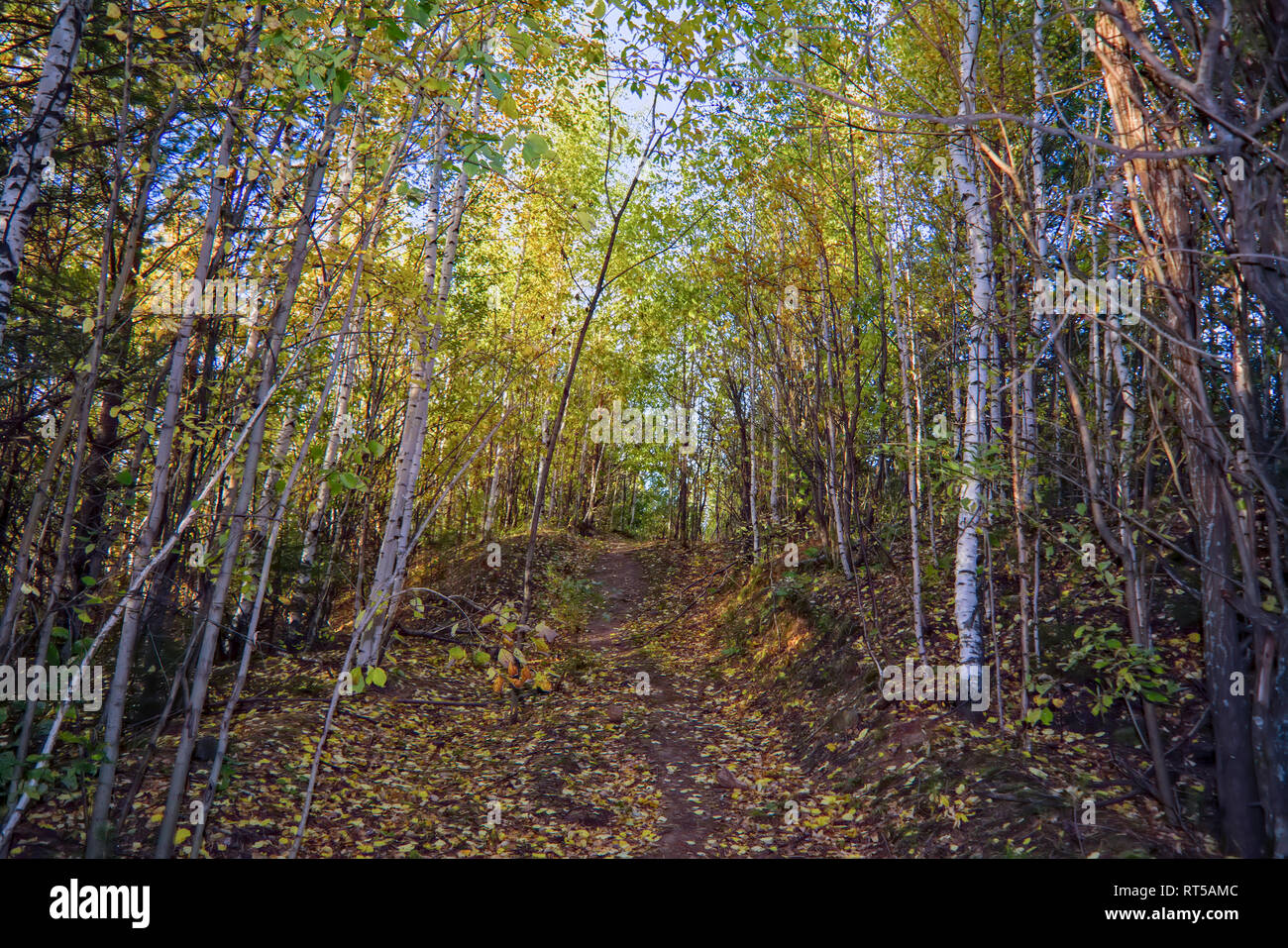 autumn landscape evening scene in a birch forest Stock Photo - Alamy