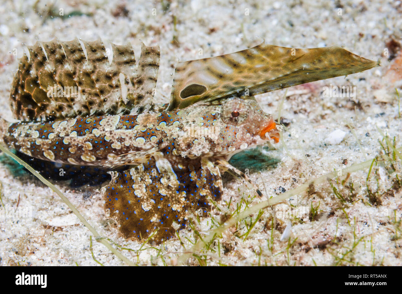 Fingered dragonet [Dactyopus dactylopus]. Puerto Galera, Philippines ...