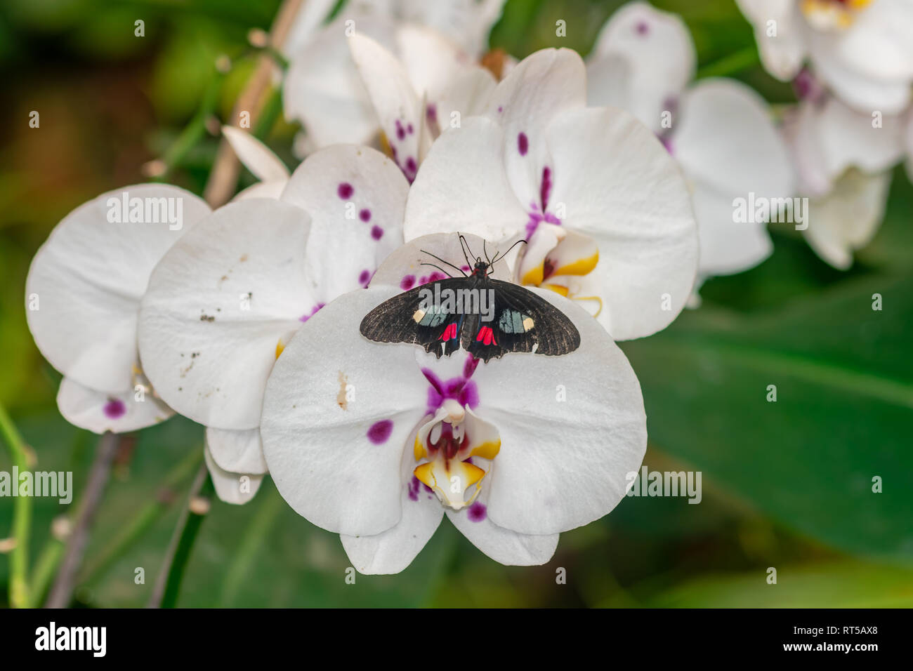 Iphidamas cattleheart butterfly (Parides iphidamas) with open wings on ...
