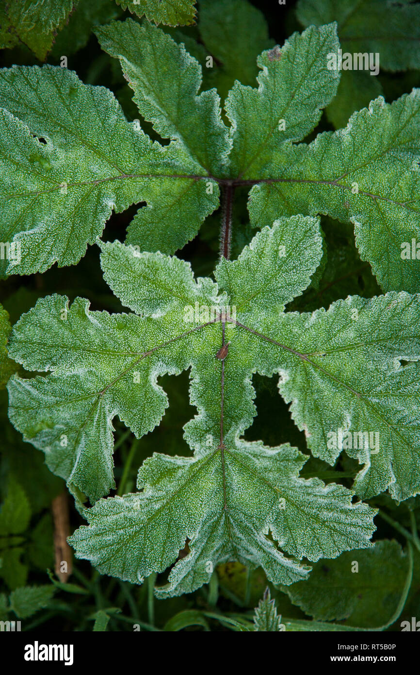 Frost on large green leaves on a cold winter morning in England Stock ...