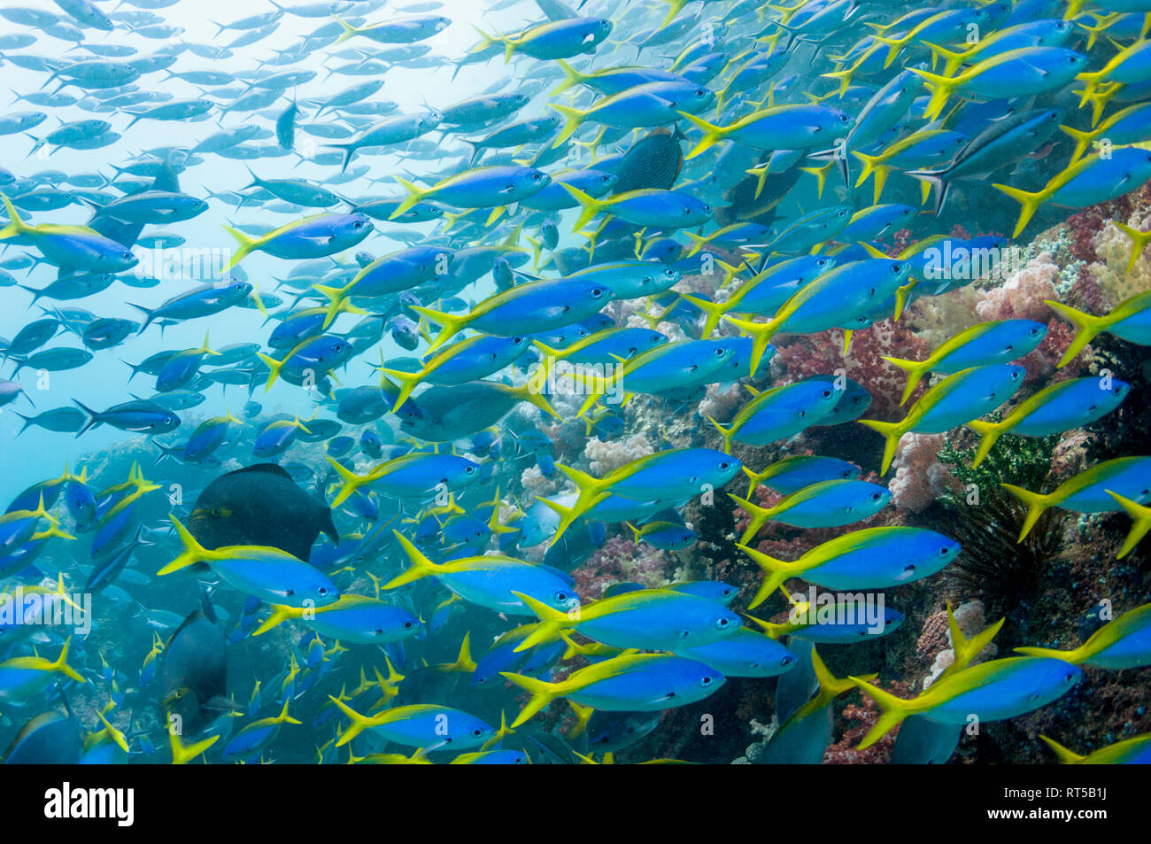 Mixed school of Scissor-tailed fusiliers [Caesio caerulaurea] and ...