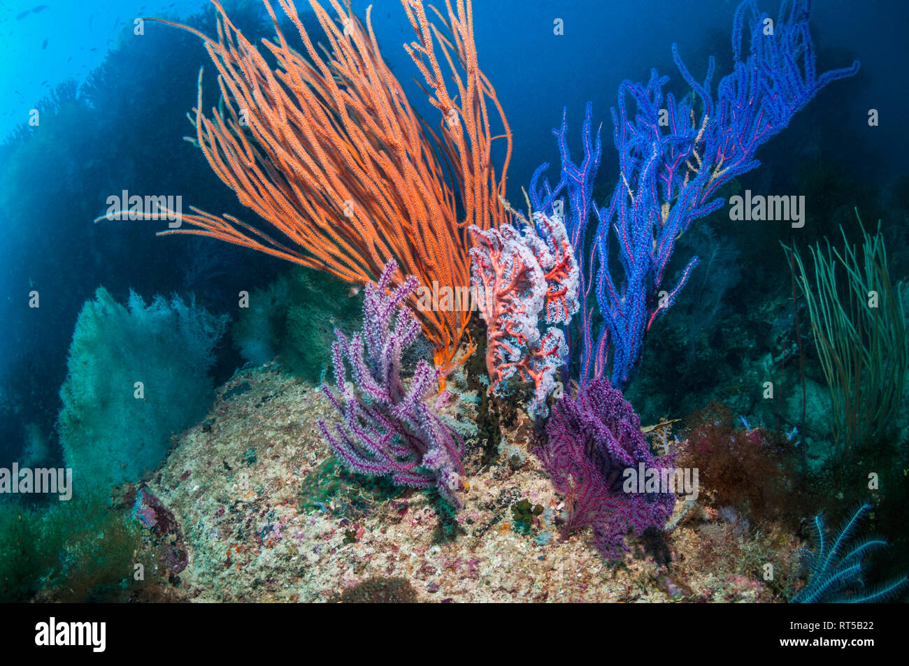 Gorgonians on coral reef. West Papua, Indonesia Stock Photo - Alamy
