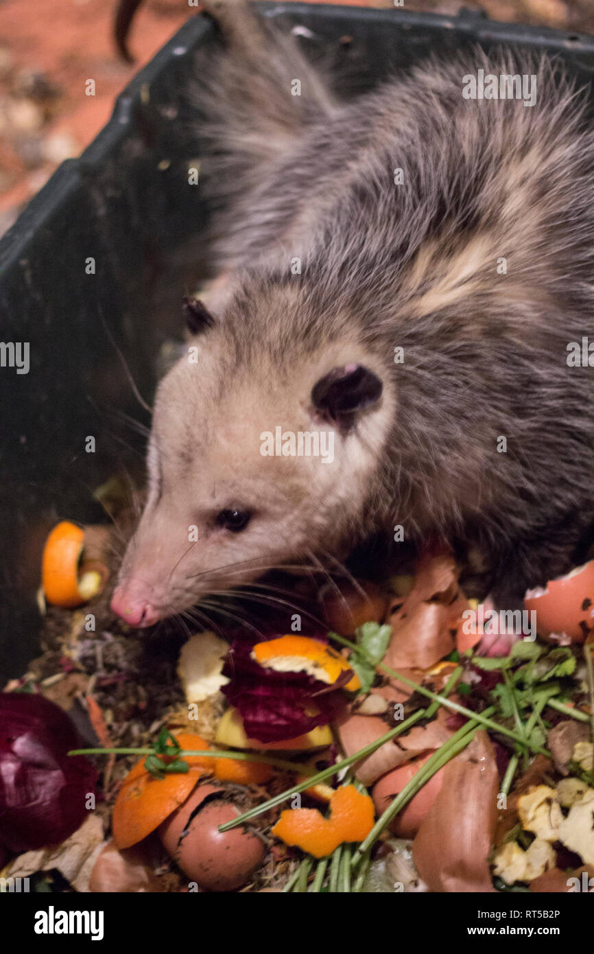 Possum feeding hi-res stock photography and images - Alamy