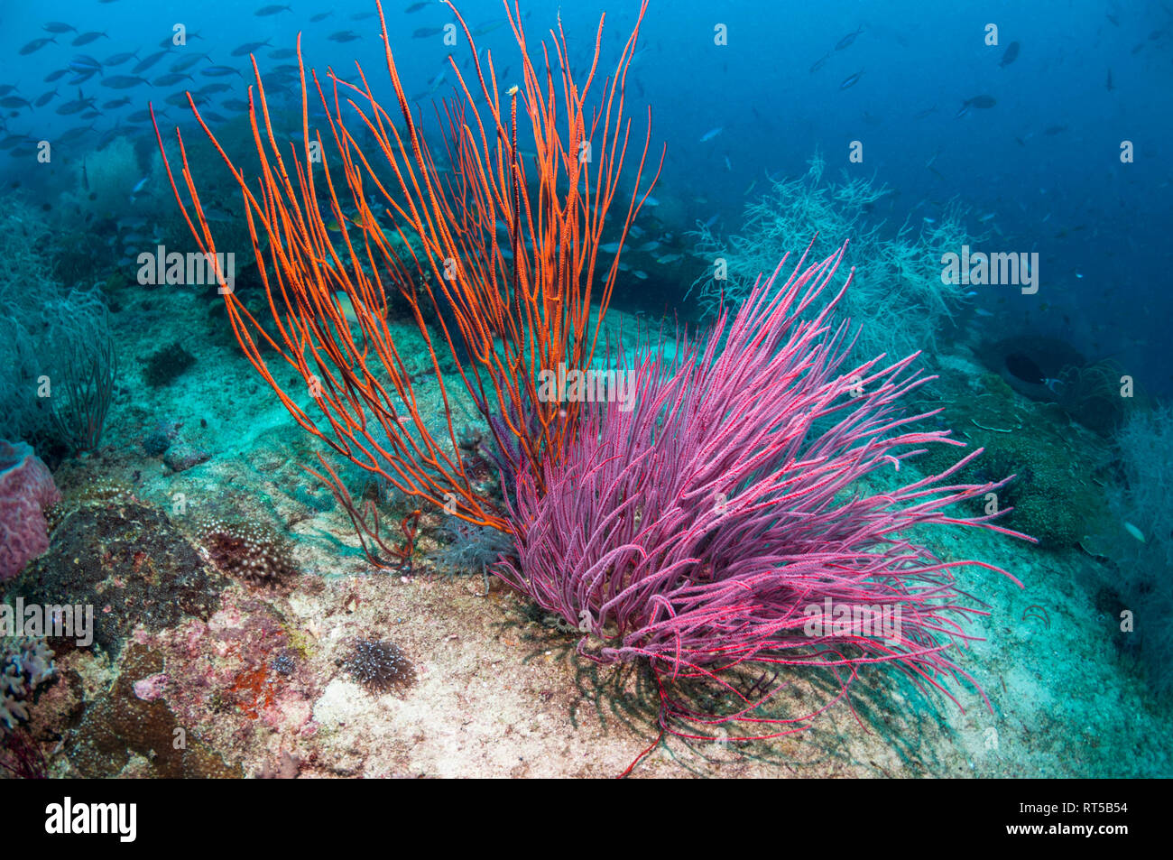 Gorgonian fan on coral reef. West Papua, Indonesia Stock Photo - Alamy