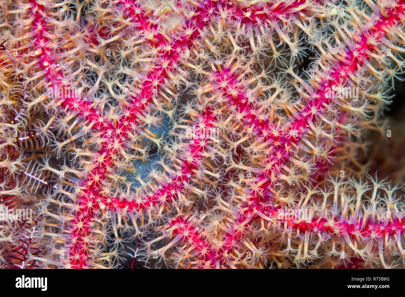 Polyps on gorgonian fan coral [Paraplexaura cimenia]. West Papua ...