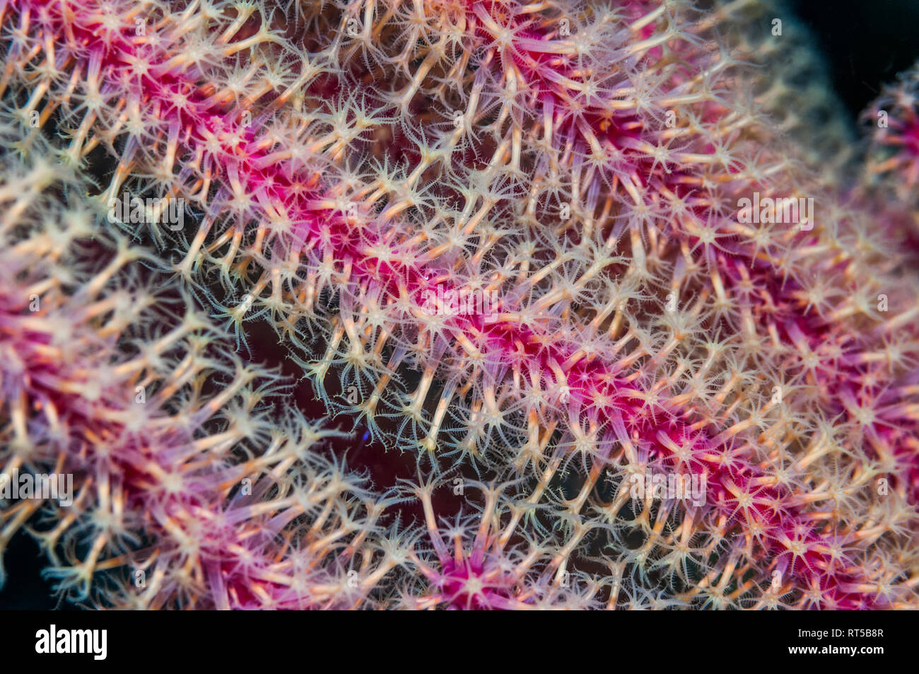 Polyps on gorgonian fan coral [Paraplexaura cimenia]. West Papua ...