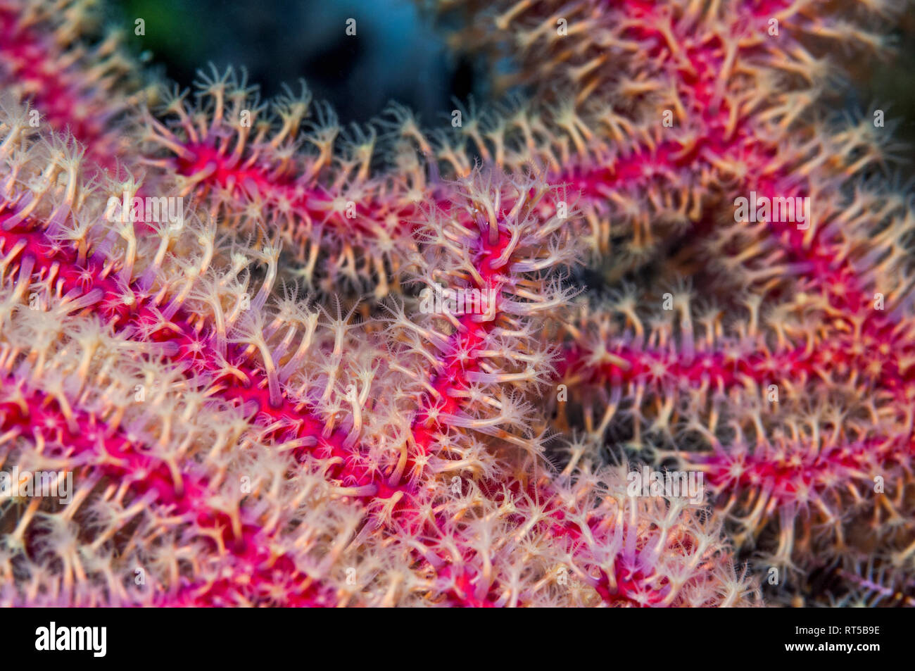 Polyps on gorgonian fan coral [Paraplexaura cimenia]. West Papua ...