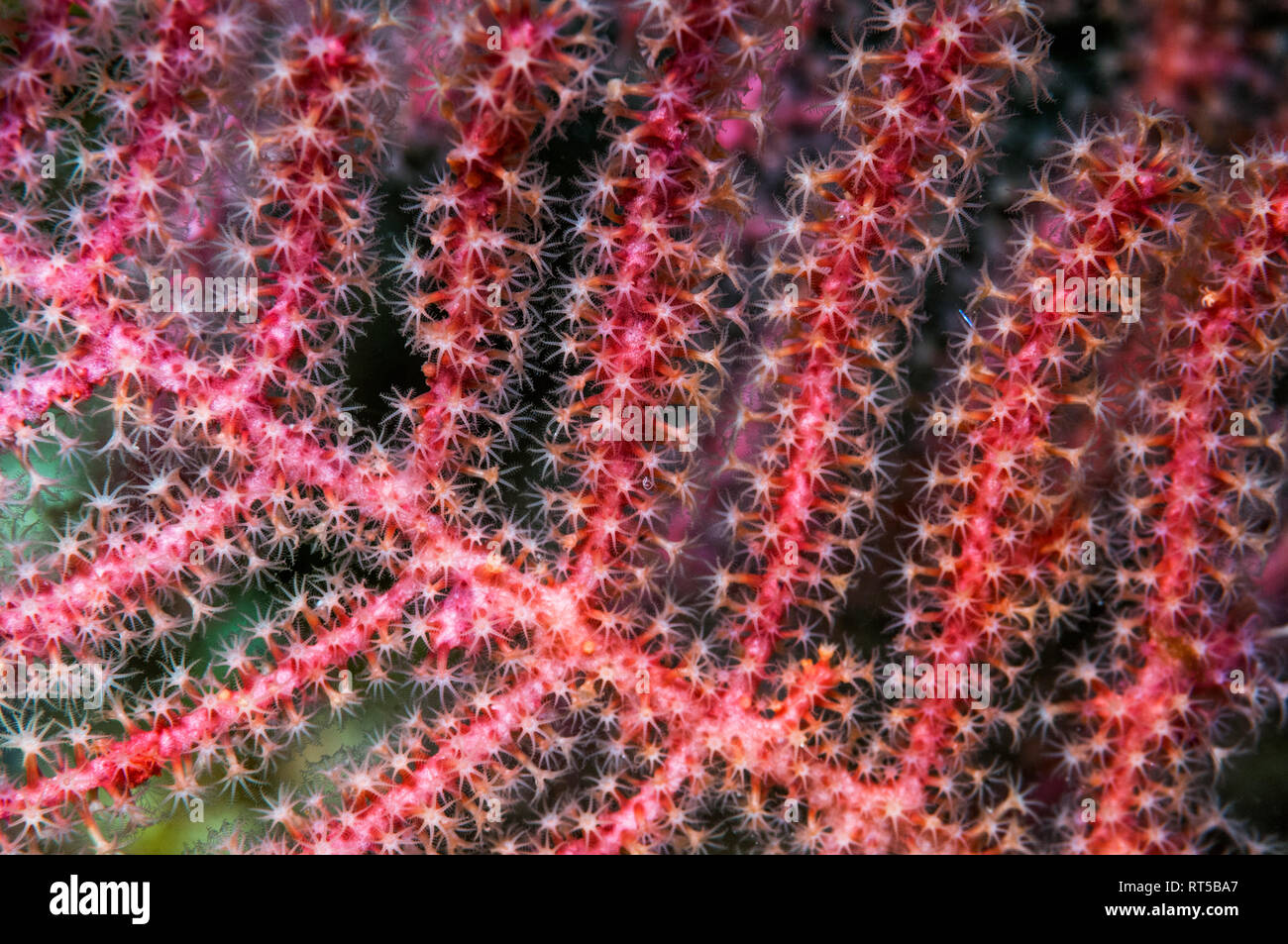 Polyps on gorgonian fan coral. West Papua, Indonesia Stock Photo - Alamy