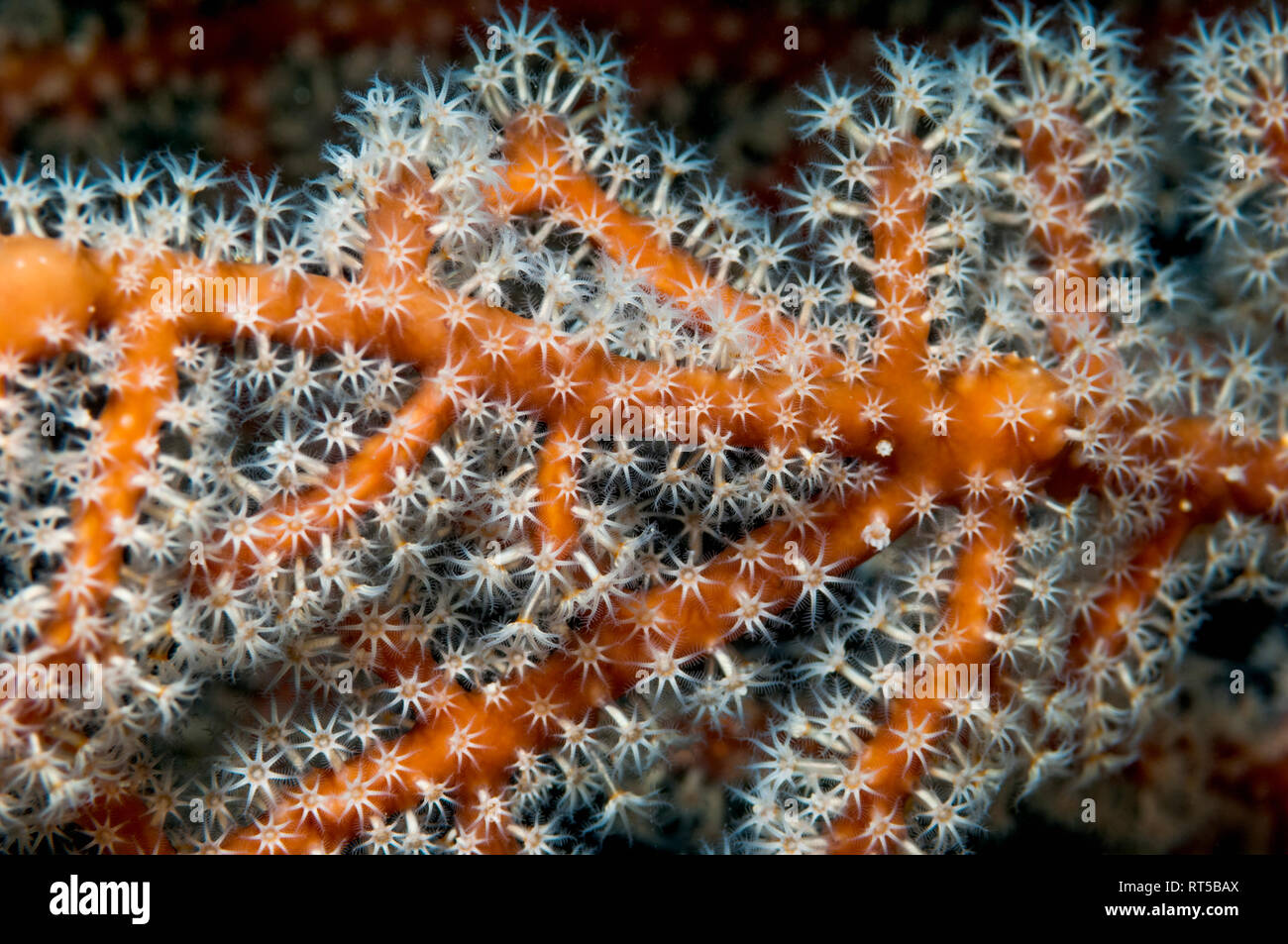 Polyps on gorgonian fan coral. West Papua, Indonesia Stock Photo - Alamy