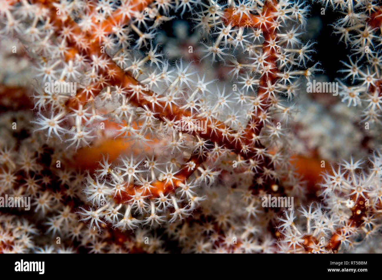 Polyps on gorgonian fan coral. West Papua, Indonesia Stock Photo - Alamy