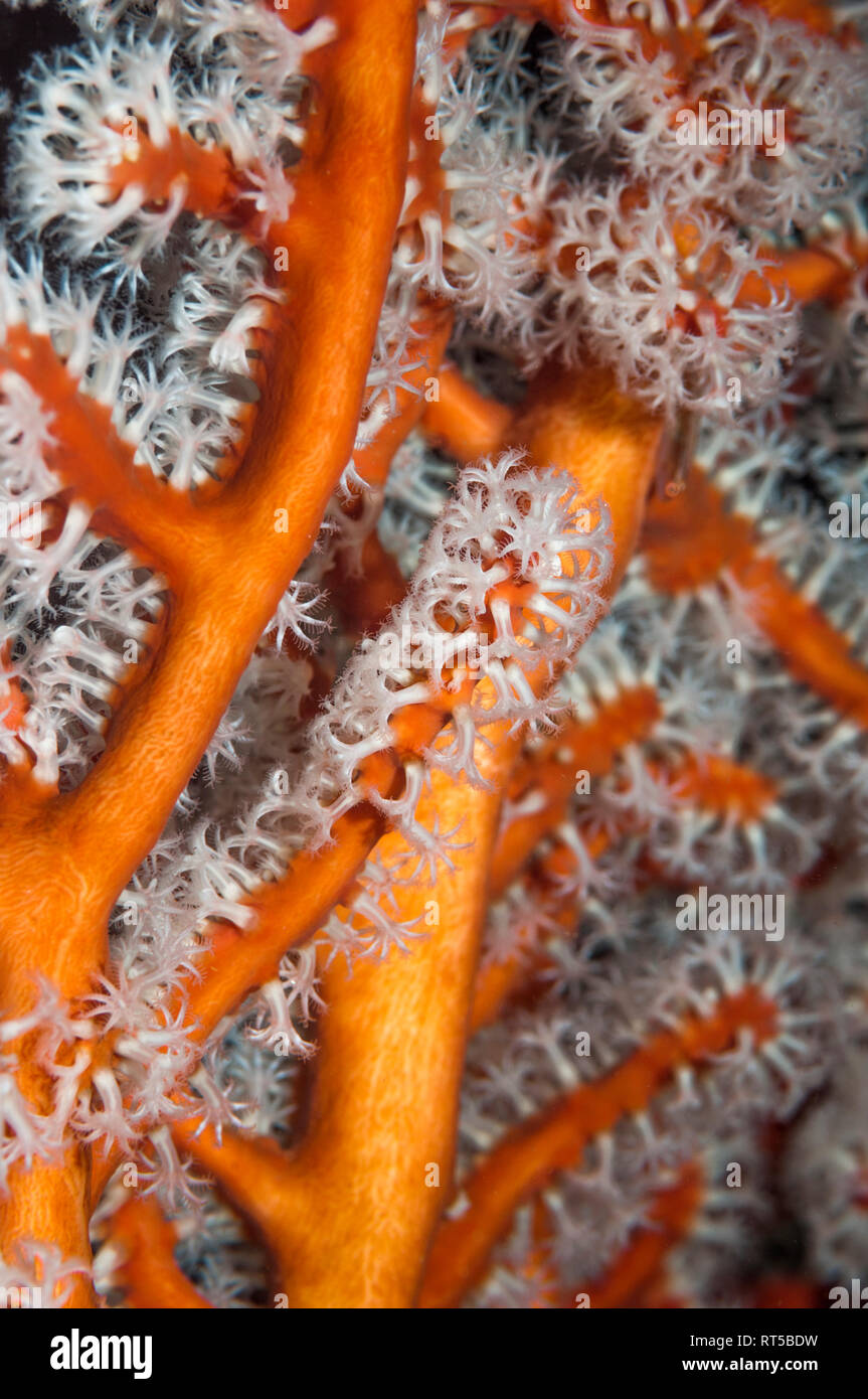 Polyps on gorgonian fan coral. West Papua, Indonesia Stock Photo - Alamy