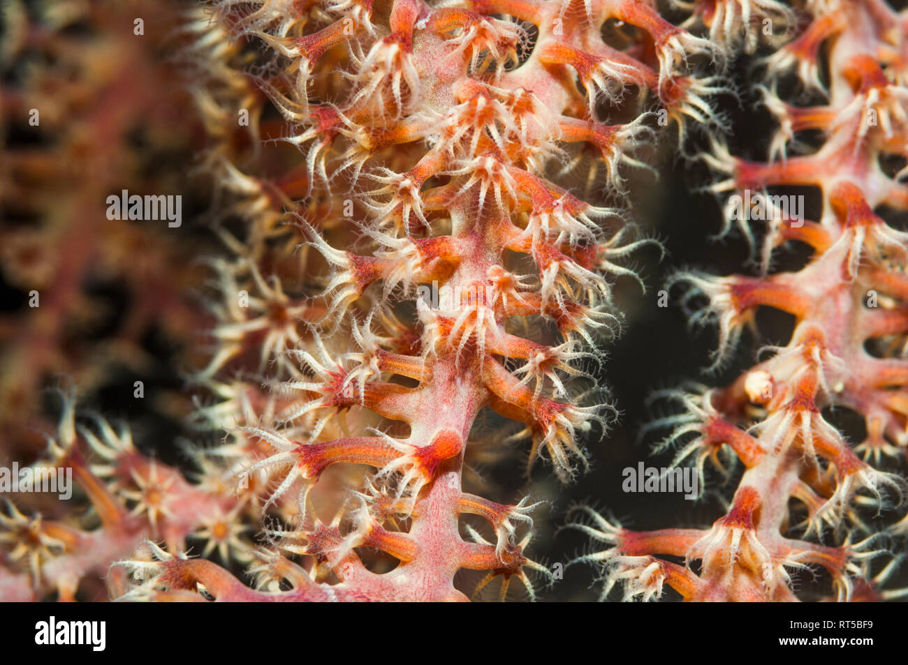 Polyps on gorgonian fan coral. West Papua, Indonesia Stock Photo - Alamy