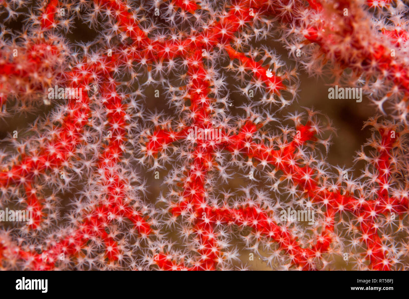 Invertebrate coral polyps hi-res stock photography and images - Alamy