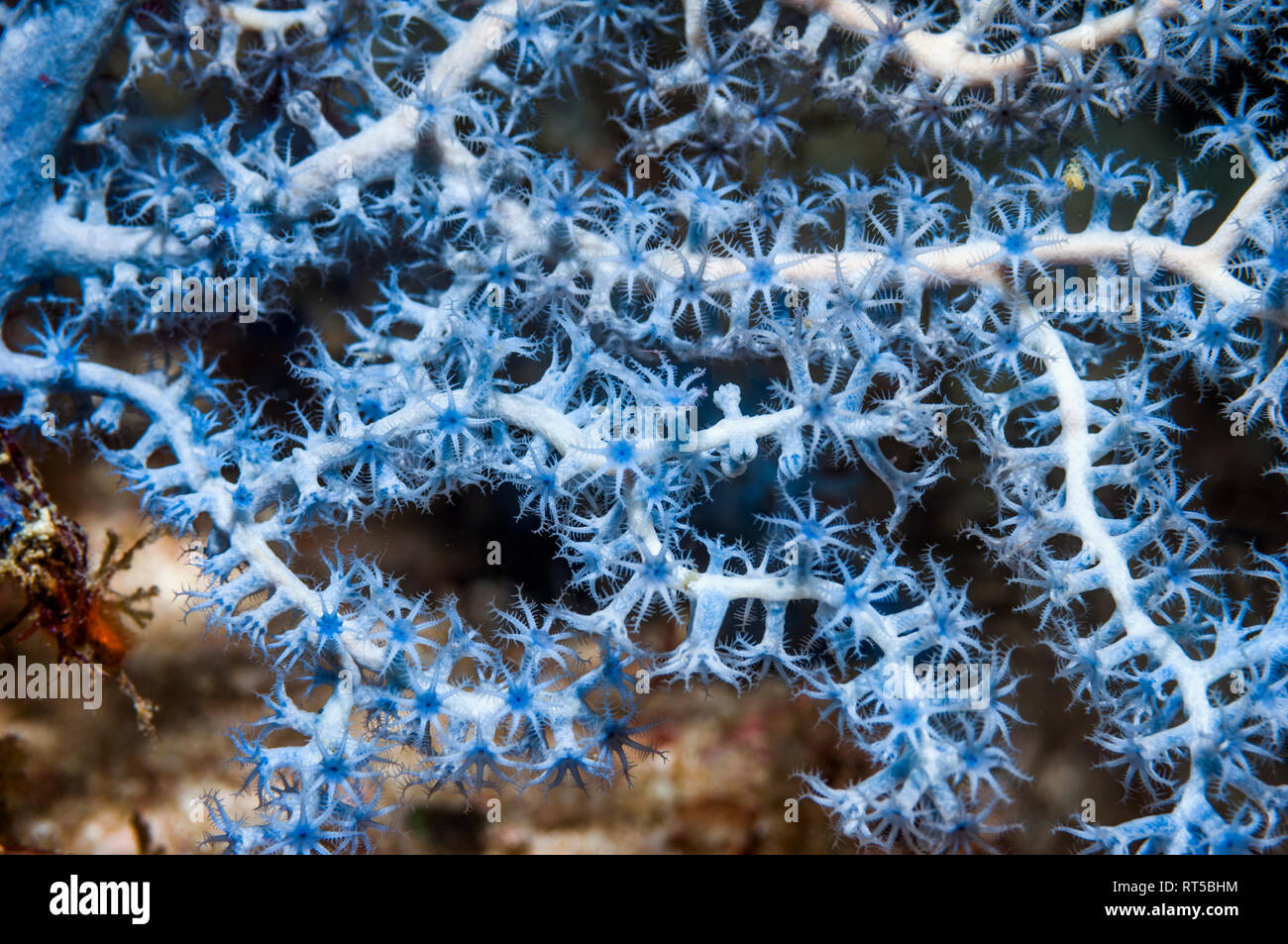 Octo coral hi-res stock photography and images - Alamy