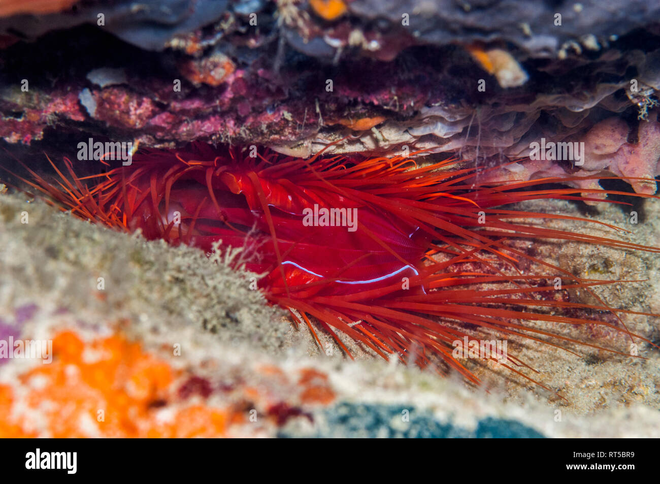 Flame shell reef hi-res stock photography and images - Alamy
